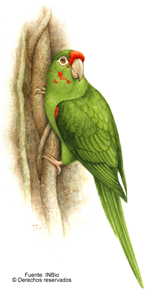 Compañeros de viaje: Perico de palmera (Psittacara finschi)