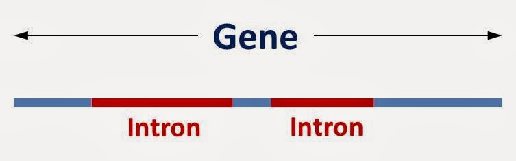 Darwin's God: Here’s Another Study Showing Introns Are Not Random