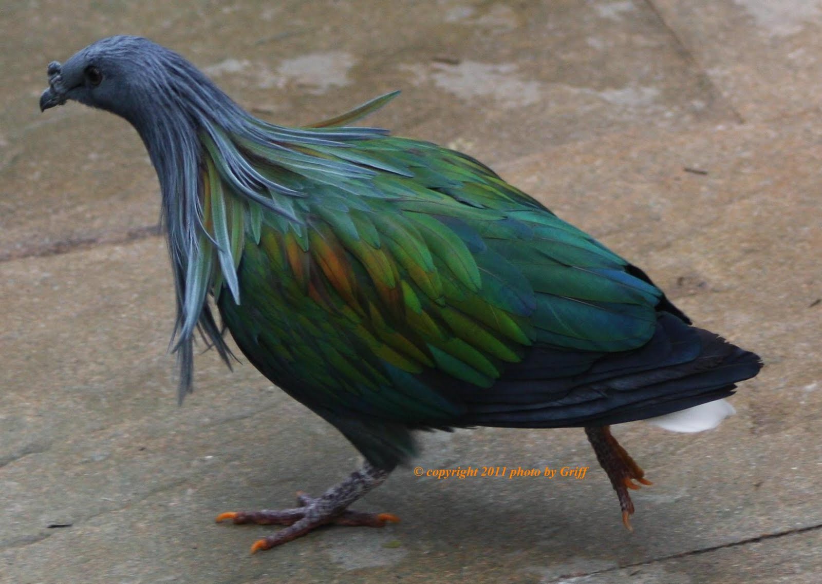 Griff's Bird Photos: Pigeon (Nicobar)