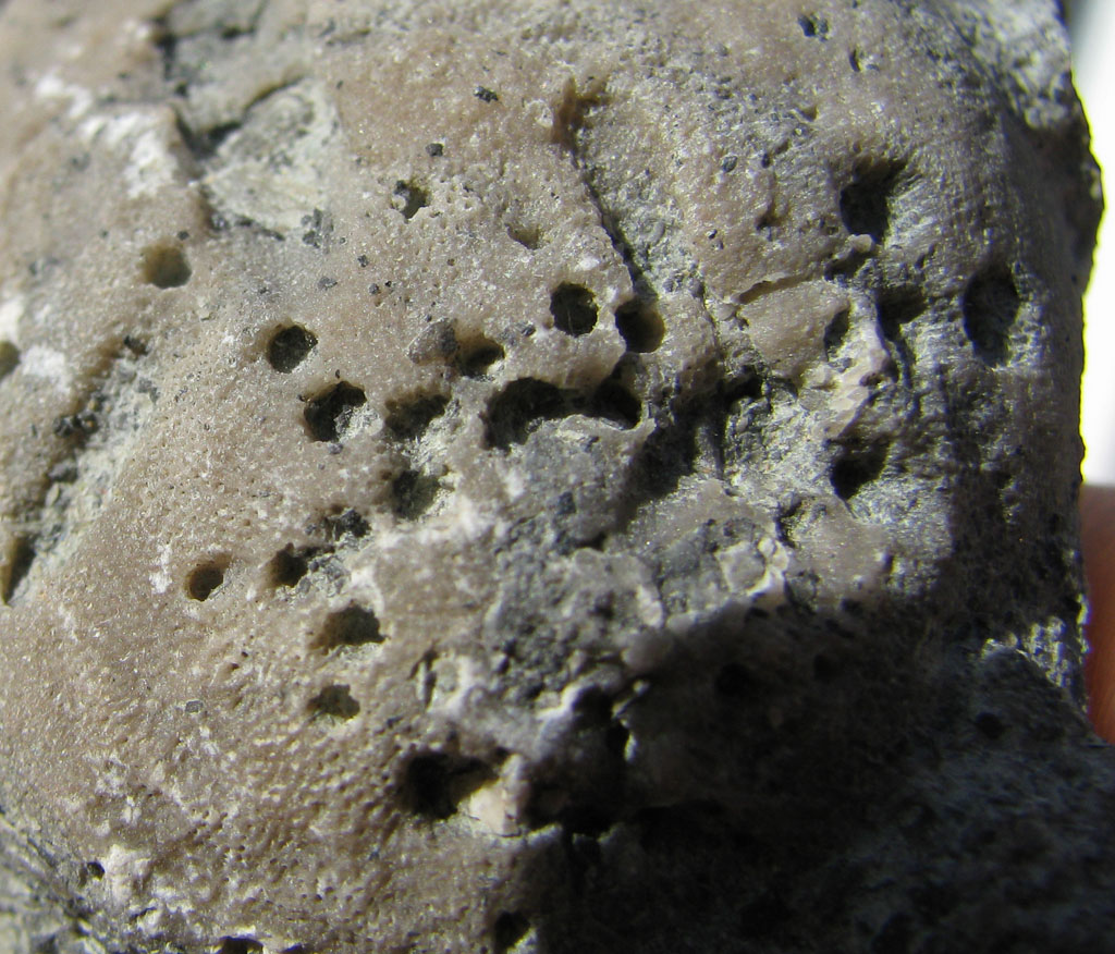 Views of the Mahantango: Trypanites borings in a Prasopora bryozoan ...
