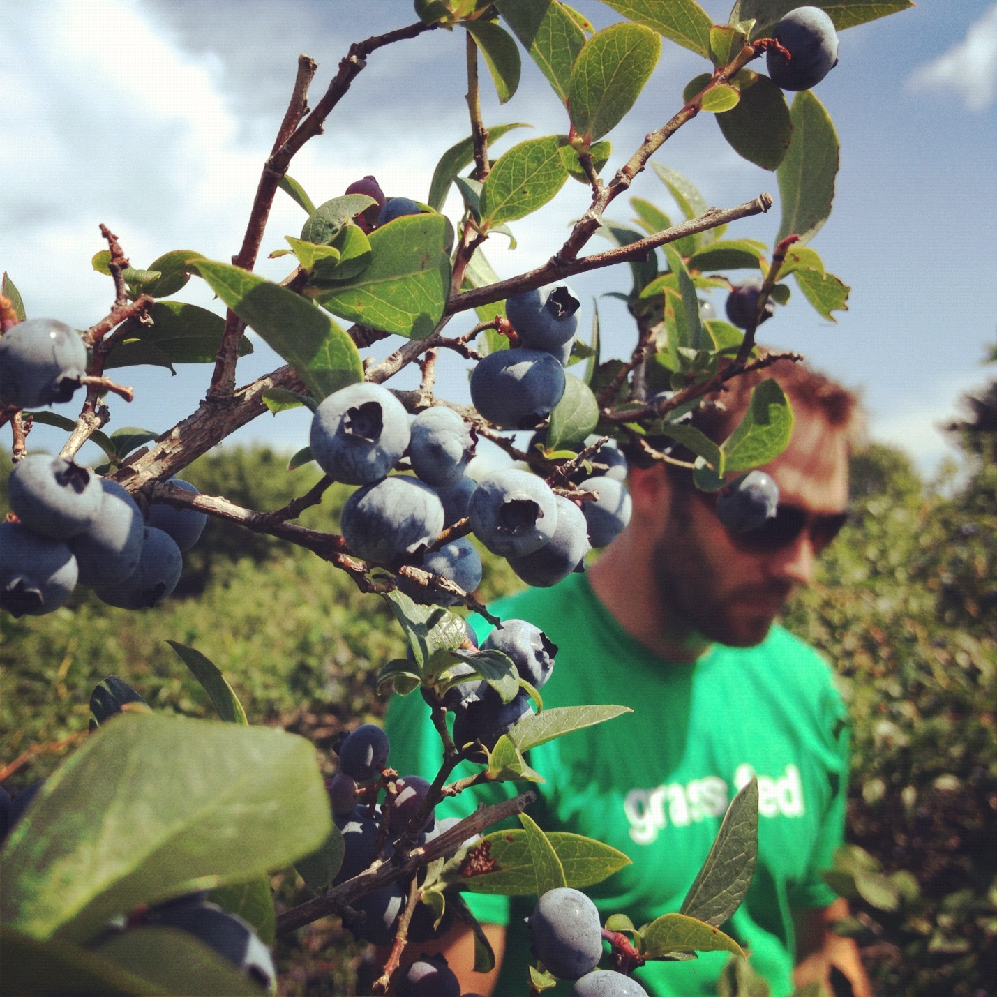 DrKehres.com health blog: Blueberries: Nature's Super Food