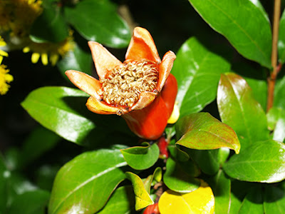 UN GRANADO EN EL JARDÍN Características y cuidados