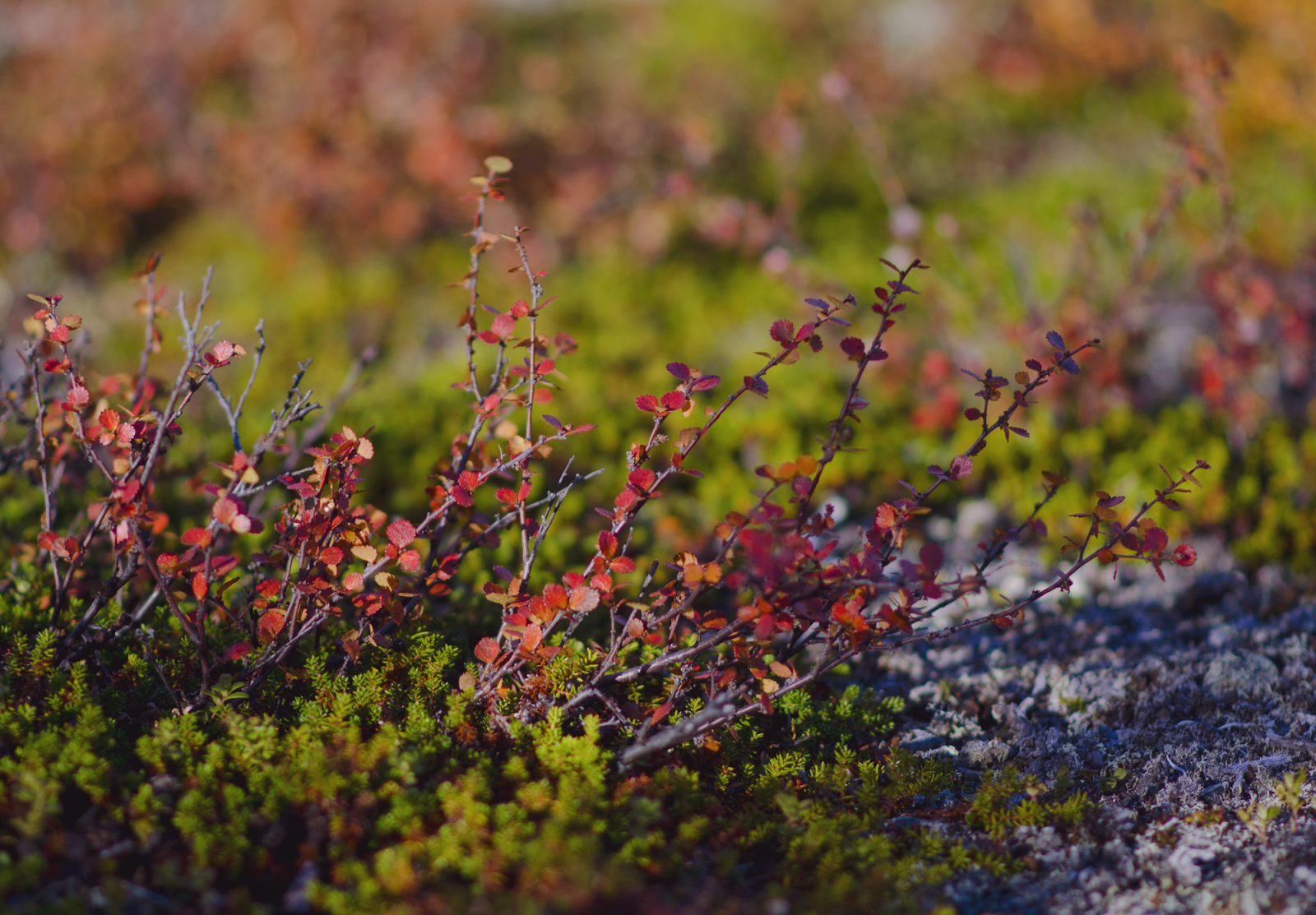 rohelisemrohi: Norra 2.0: Lofoodid (kuidas me jälle üle 3000 km maha ...