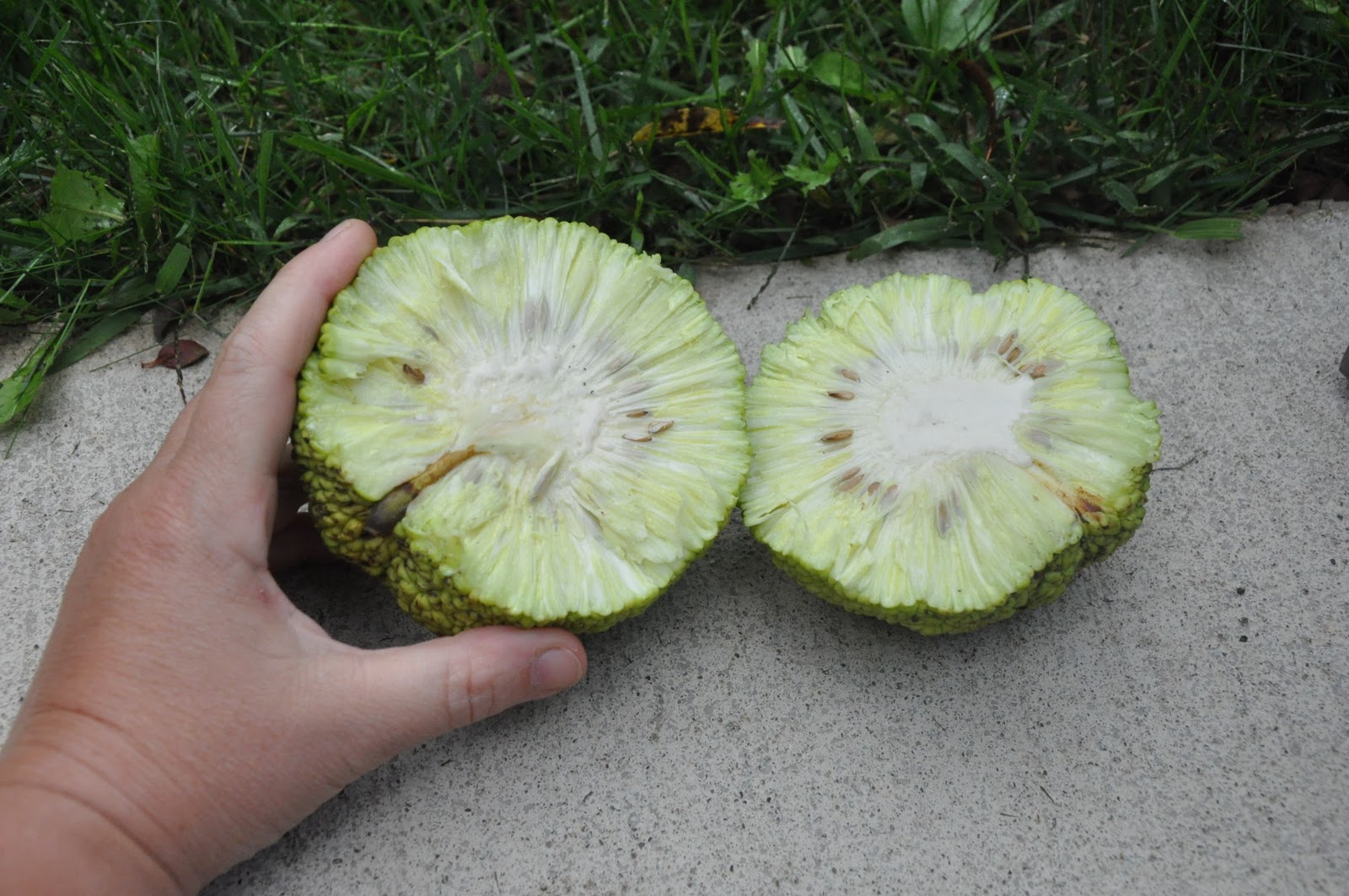 An Adirondack Naturalist in Central New York: Things Falling from Trees