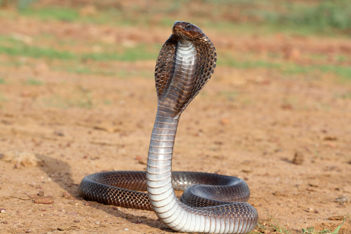 Snakes: Poisonous Snakes of India - INDIAN (SPECTACLED) COBRA - NAJA ...