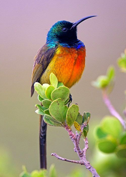 Beautiful birds ~ Stunning nature