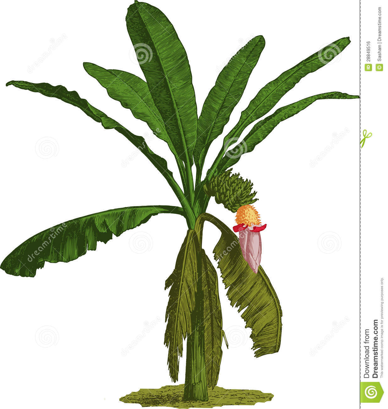 Educación Alimentaria y Nutricional: El cambur, nuestra musa nutricional