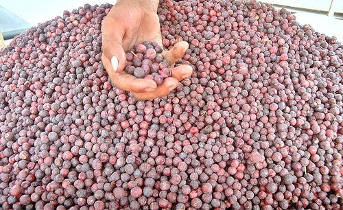 ROTI TUKKAR: THE FORGOTTEN FRUIT!!!