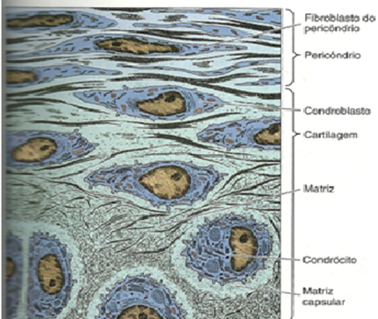 .: Tecido Cartilaginoso