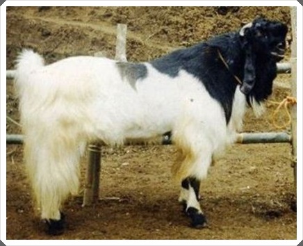 √ Kumpulan Gambar Kambing Etawa Dan Jenisnya