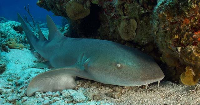 Tubarão-lixa (Ginglymostoma cirratum) - teste do azul