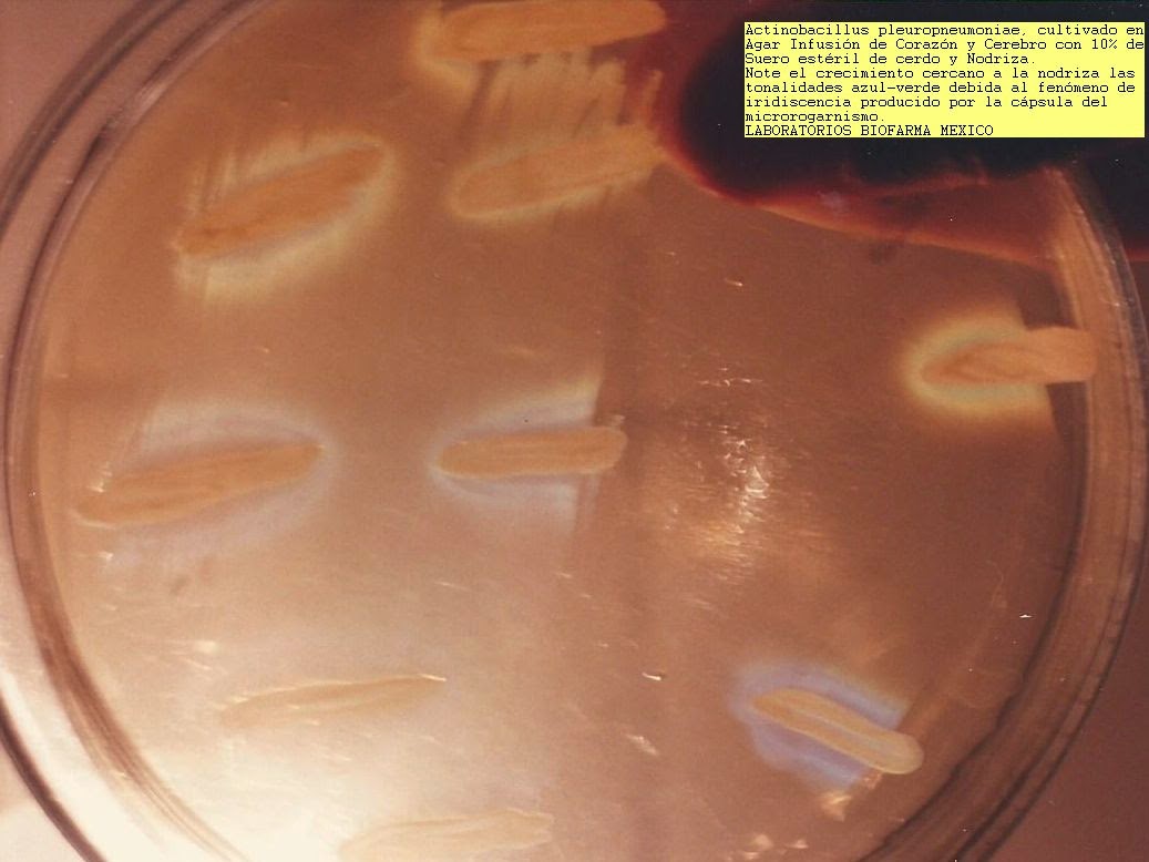 Blog de Carlos: Actinobacillus pleuropneumoniae. Características y cultivo