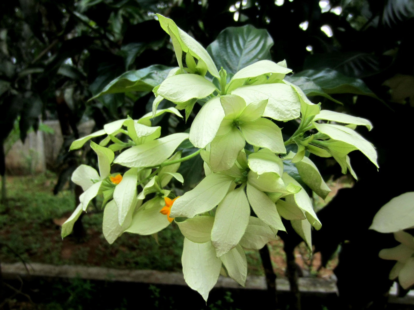 Colorful Pictures from Kerala: the white musanda