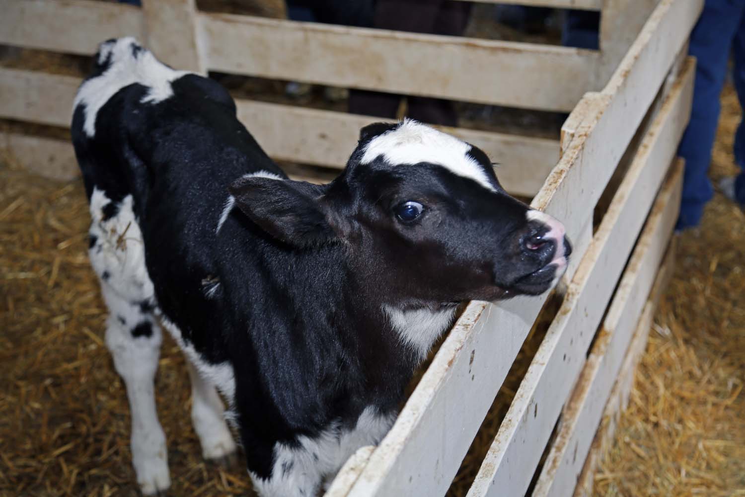 John and Sigrid's Adventures: Touring Shatto Milk's Dairy Farm - 10/16/2013