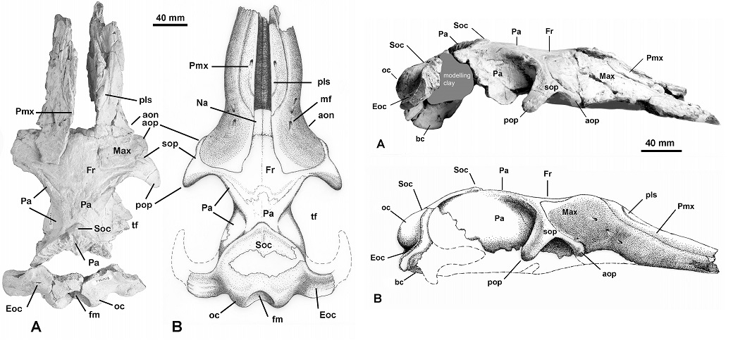The Coastal Paleontologist: 2015 in review: Advances in marine mammal ...