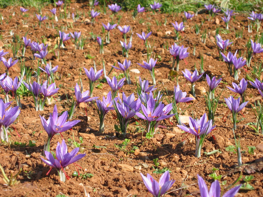 Planter du safran ~ Safran