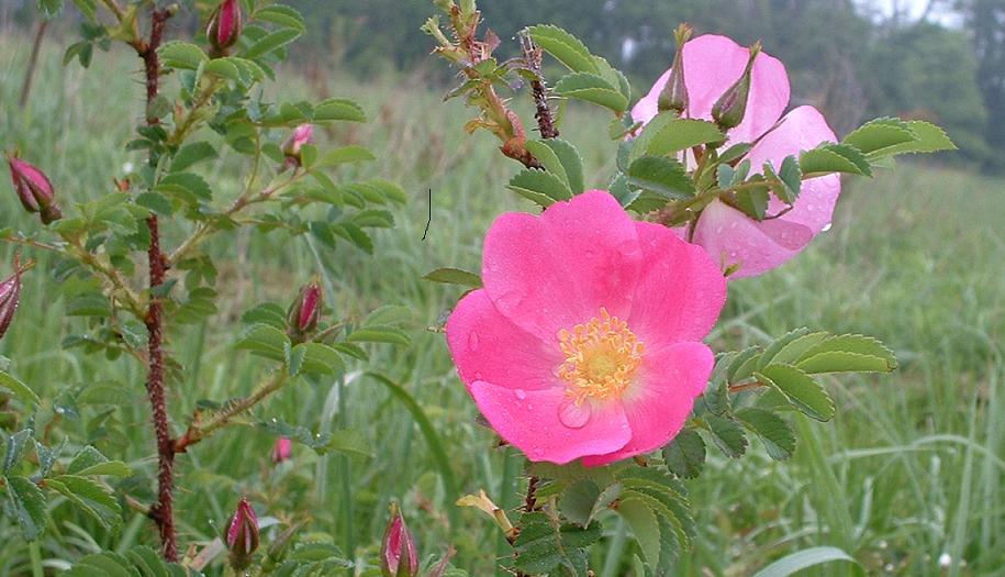 Mid-Atlantic Plant Research Center: Rosa rugosa X 'Double White' Scotch ...