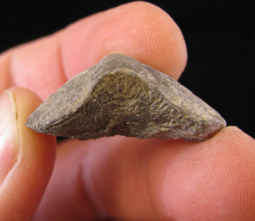 Views of the Mahantango: Athyris amanshauseri brachiopod from Sötenich ...