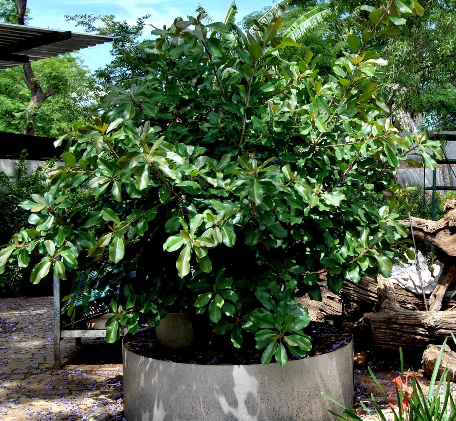 LENNARD'S BONSAI BEGINNINGS.: Ficus open umbrella style progression.