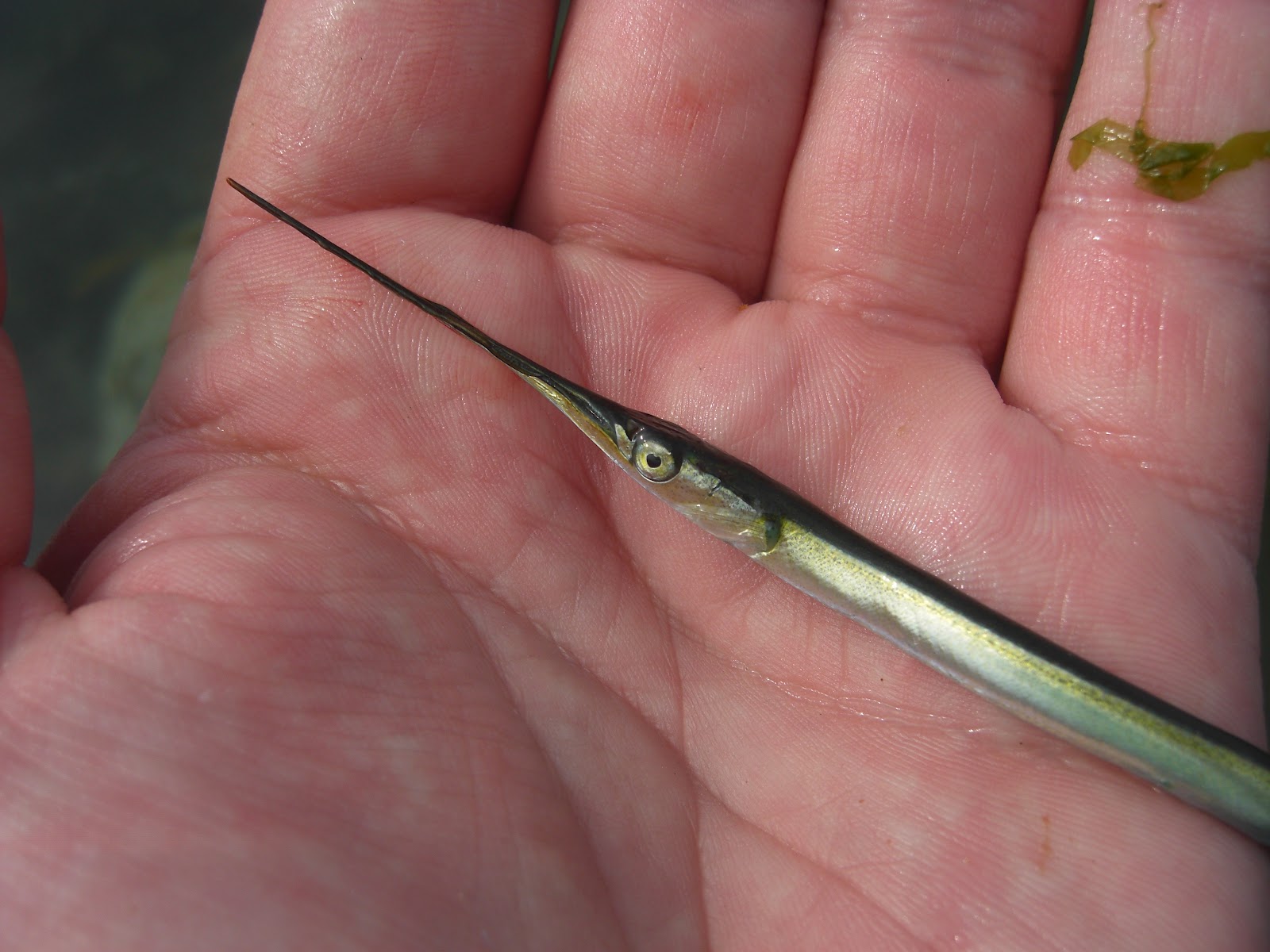 Lure and Light Game: July 2012