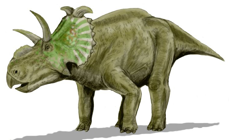 Ceratópsidos: Especies Ceratopsidae.