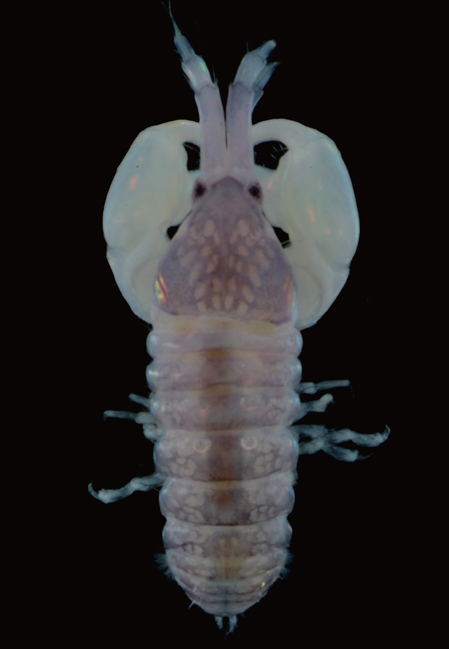 Species New to Science: [Crustacea • 2017] Hexapleomera urashima • A ...