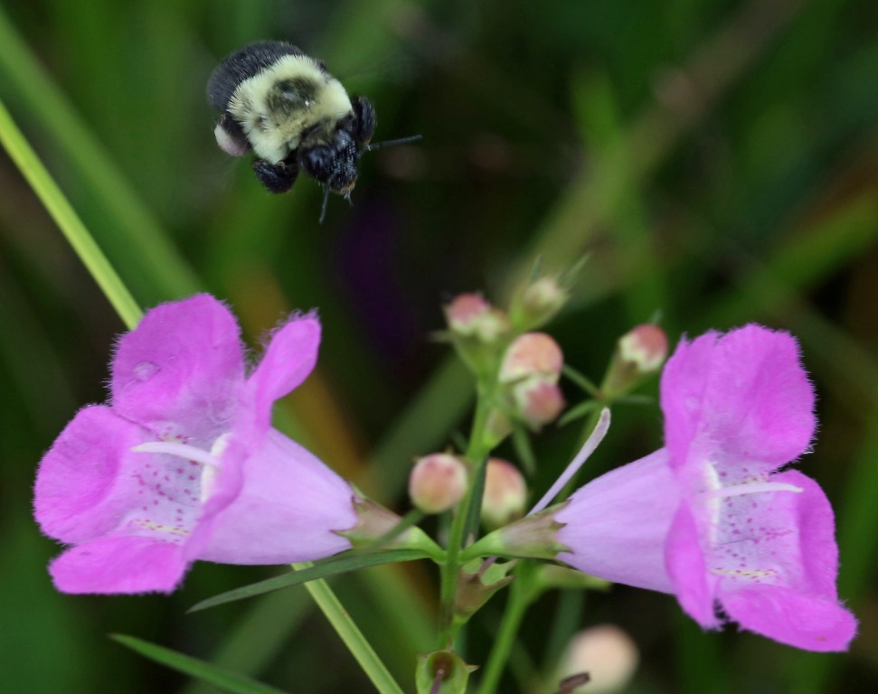 Ohio Birds and Biodiversity: Purple False Foxglove