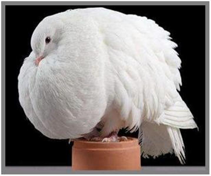 Marchenero Pouter | BD PIGEONS