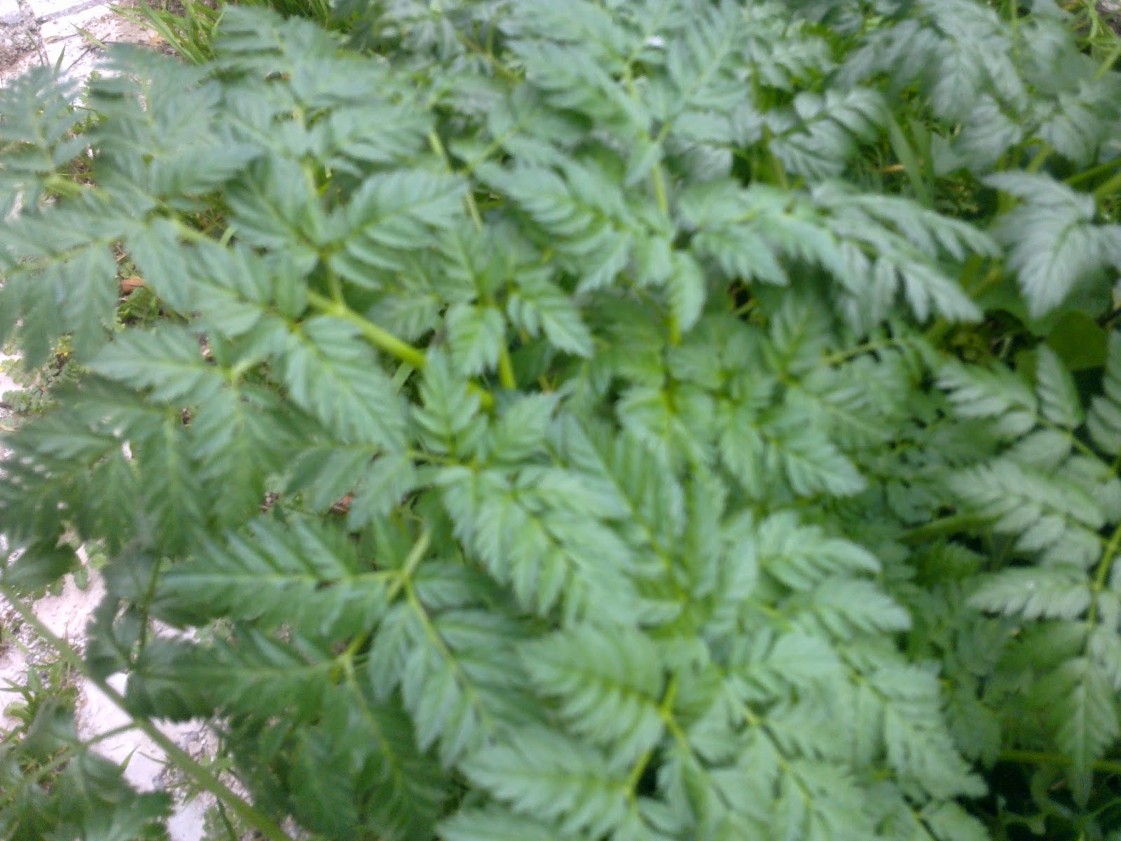 BirantaFotos: Cicuta-maior (Cicuta verdadeira) Conium Maculatum L.