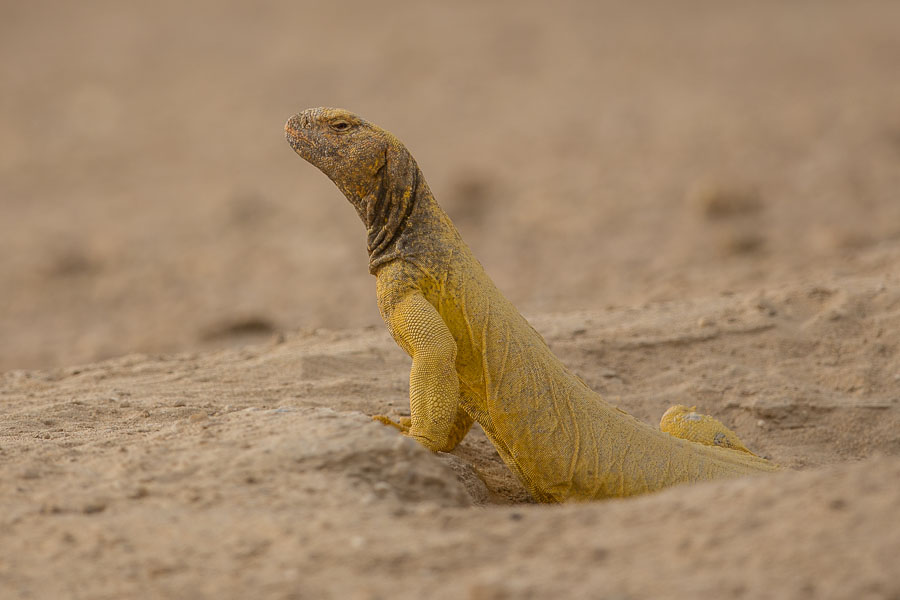 Birds of Saudi Arabia: More Arabian Spiny-tailed Lizards – Dhahran Hills