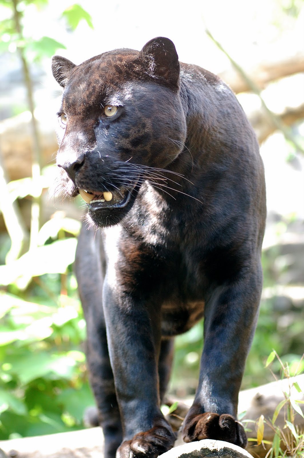 My Background Blog: panther pictures