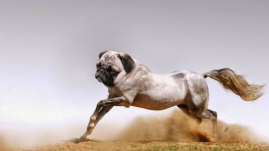 Animal Photo Manipulations | all about photo