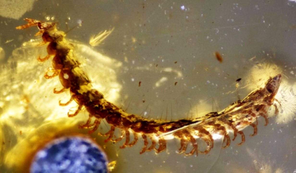 130-million-year-old Insects Trapped in Amber Right When They Were Born ...
