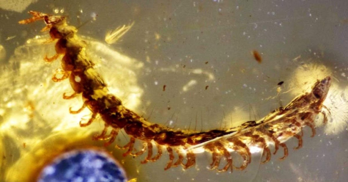 130-million-year-old Insects Trapped in Amber Right When They Were Born ...