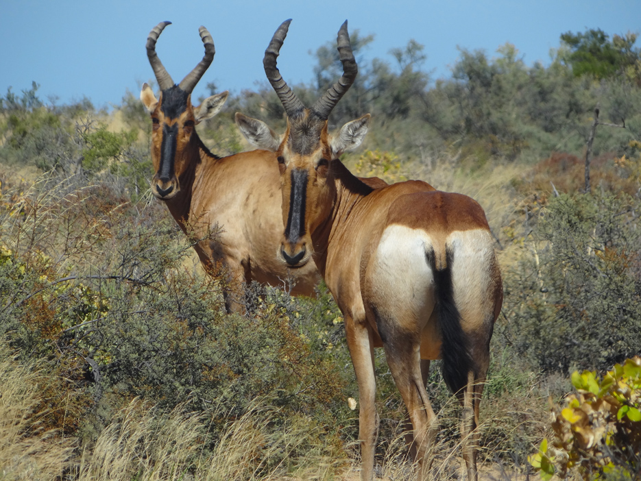 Sala Sentle: Namakwaland
