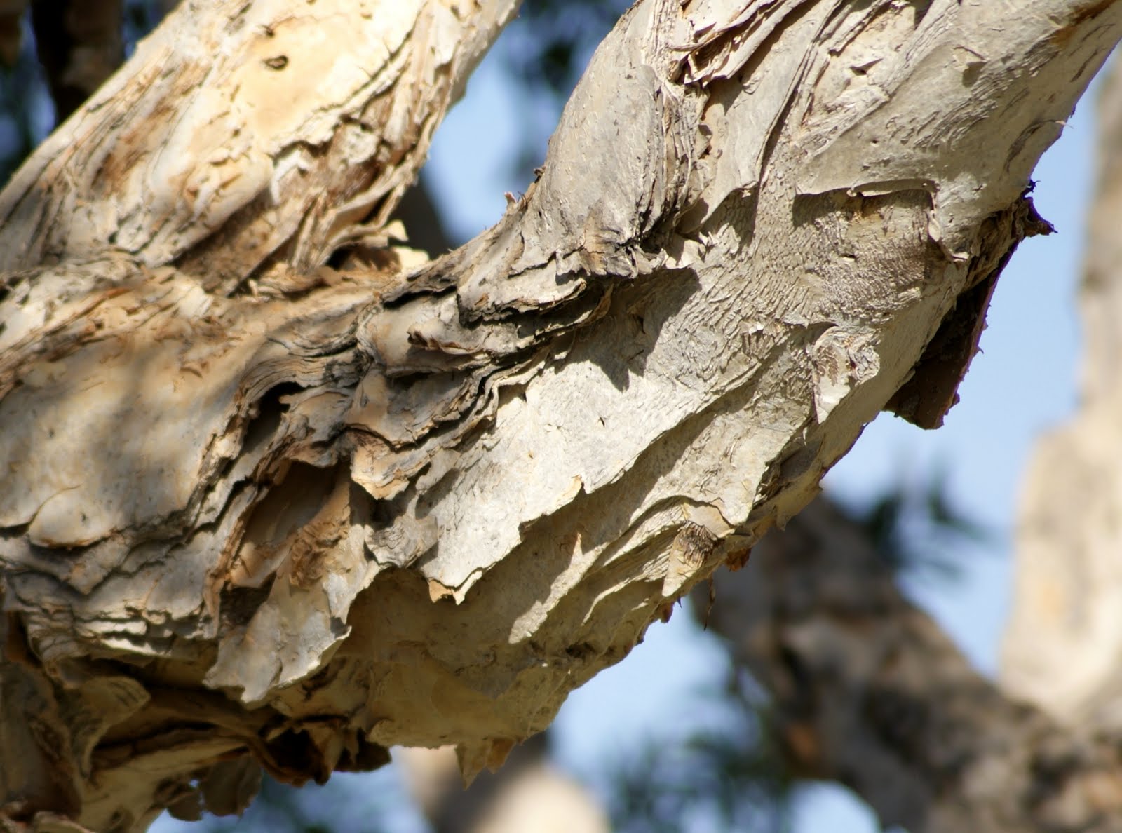 A photo, A thought............: Plant: Paperbark trees in California......