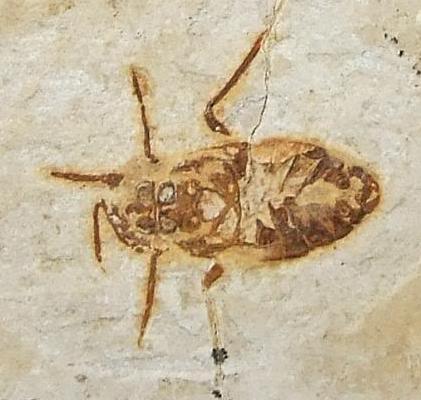 Dave Hubble's ecology spot: Cretaceous Crato creature!