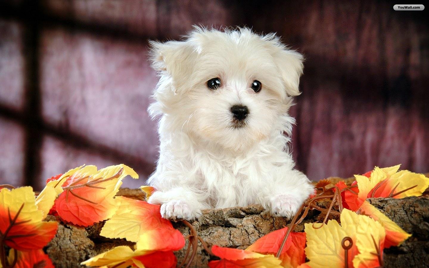 Funny Animals Zone: Cute White Dogs