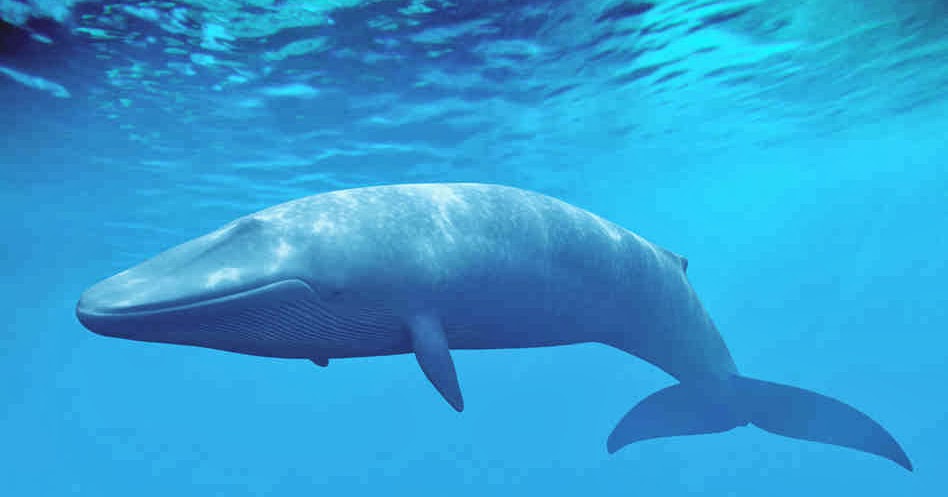 SeA : Paus Biru (Balaenoptera Musculus)