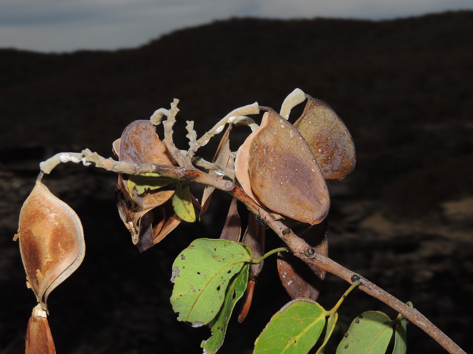 Fabaceae - Leguminosae no Brasil: Peltogyne