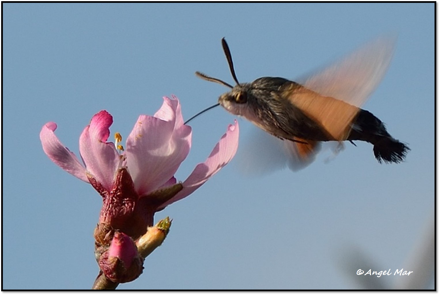 Butterflies and Dragonflies: Macroglossum stellatarum (Polilla Esfinge ...