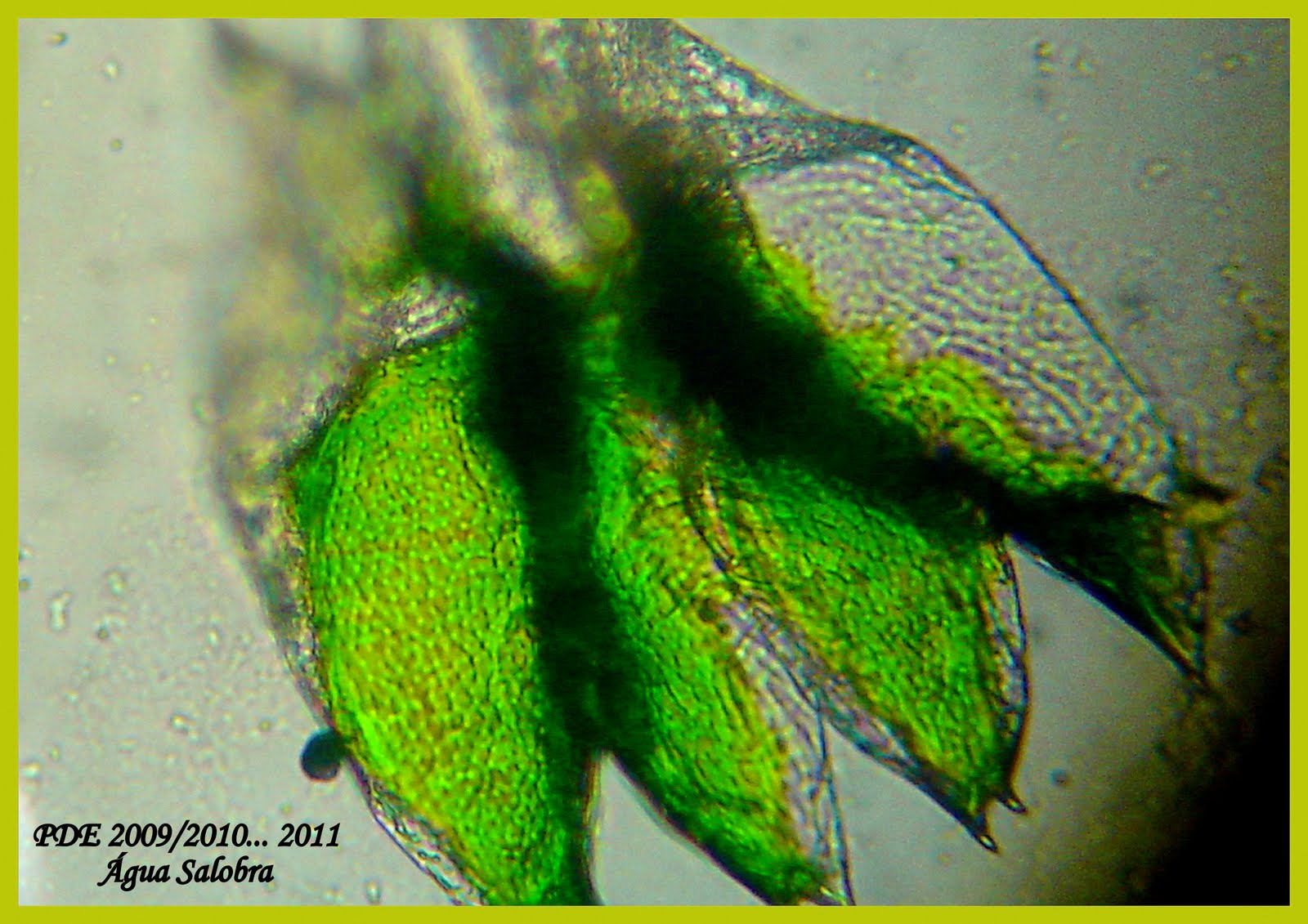 Cultivo de Microalgas em Fotobiorreatores: Microalgas... Água Salobra...