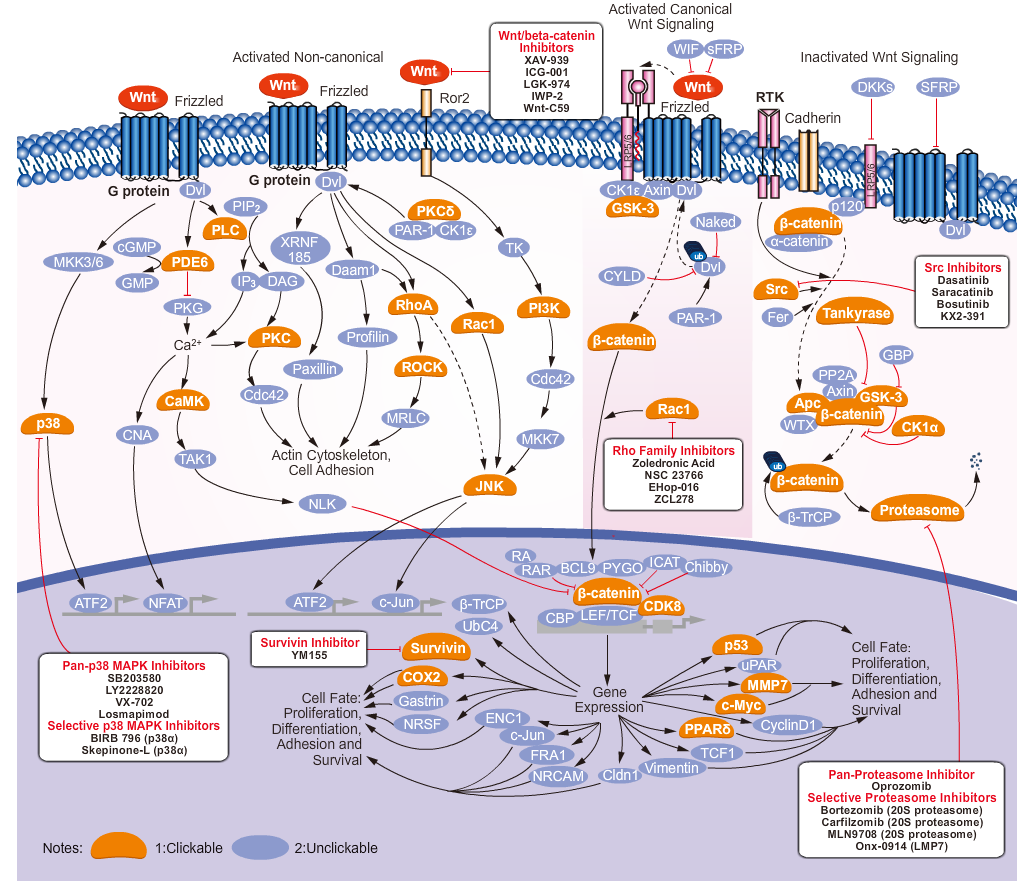 Note; The E3 ligase RNF43 inhibits Wnt signaling downstream of mutated ...
