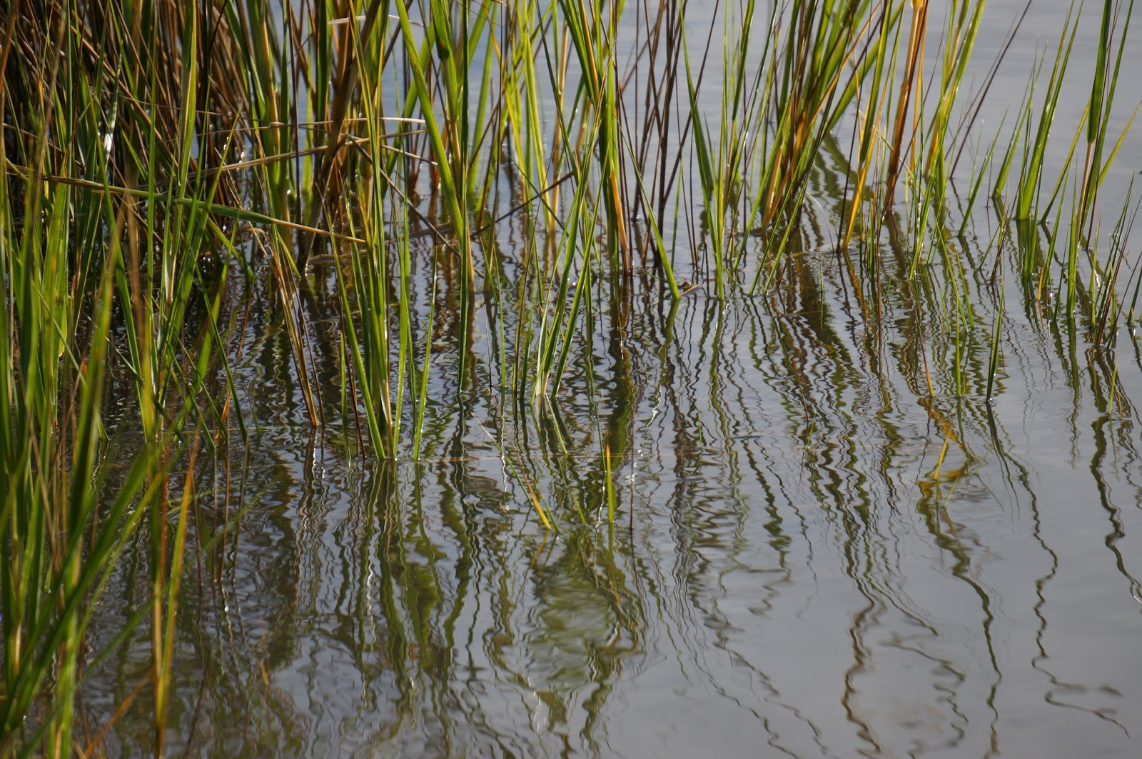 Robbin Neff Photography