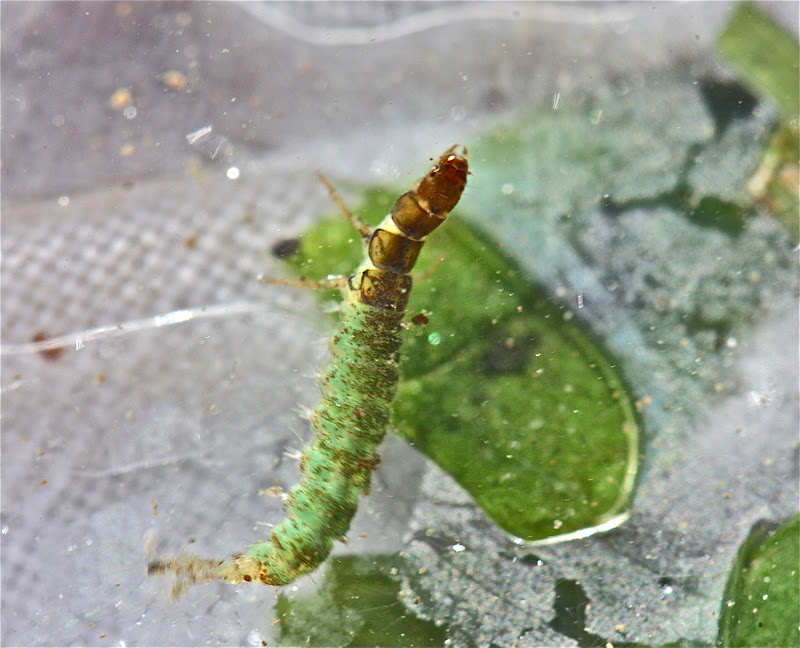 Aquatic Insects of Central Virginia: The Freeliving Caddisfly ...