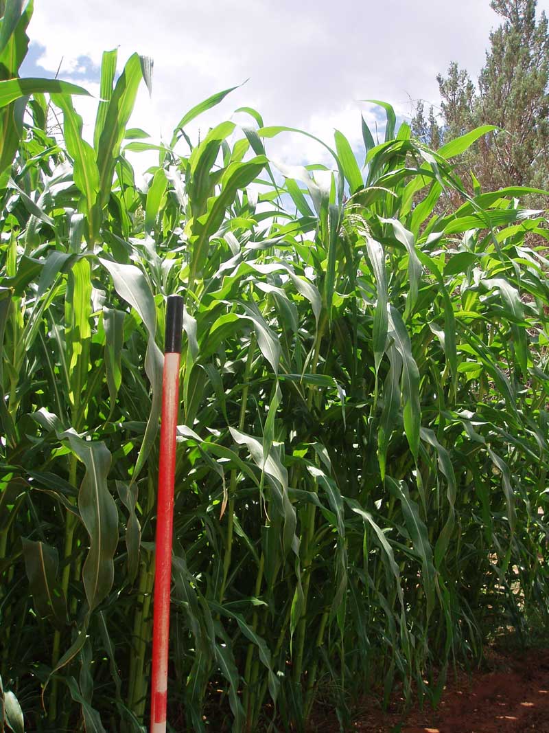 Verde Valley Wines: Red Corn Resolution