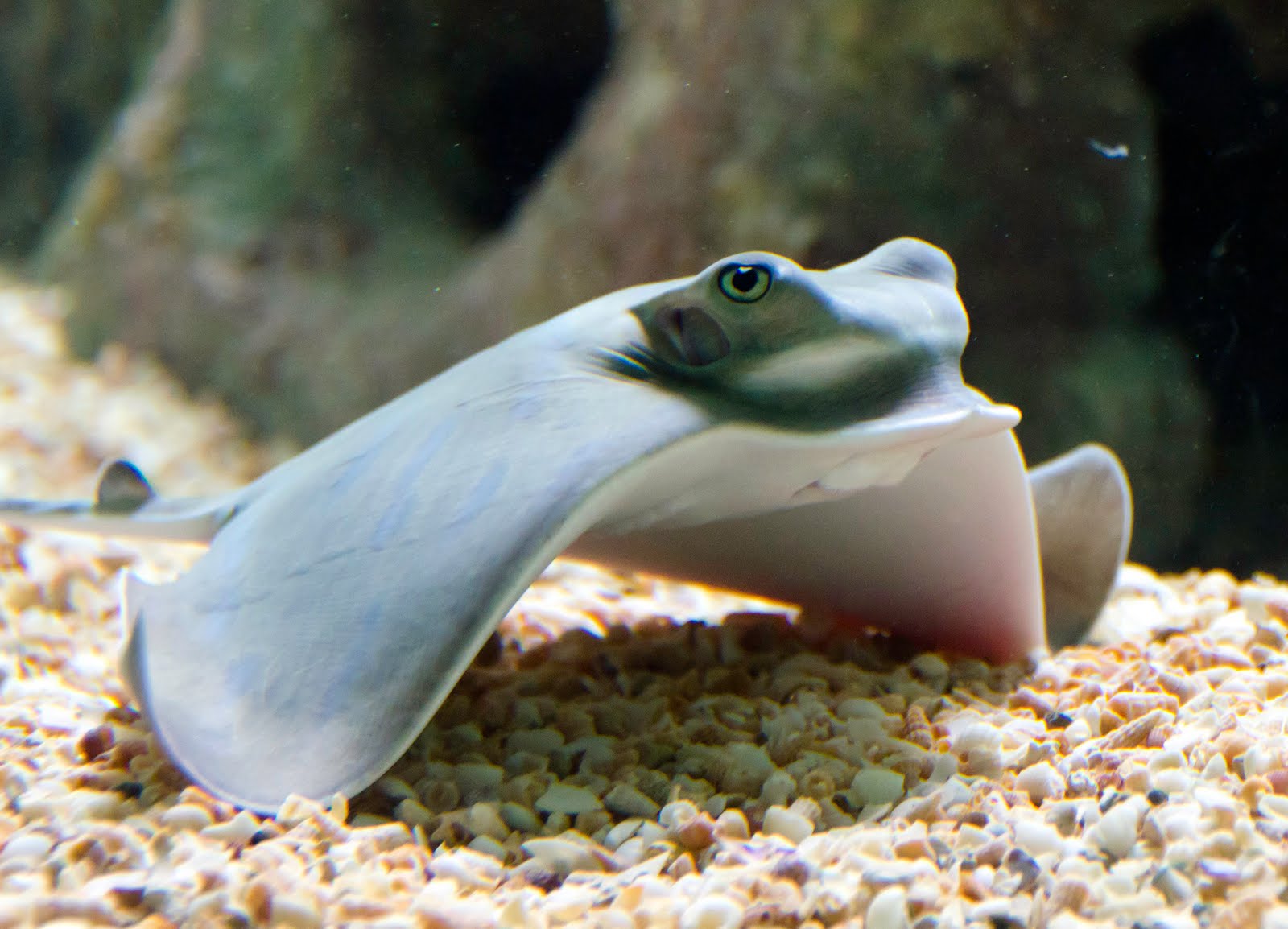 Miraculous Birth of 12 Baby Eagle Rays at Oceanworld Manly