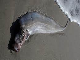 Bisarbeat: Strange fish found on Florida beach