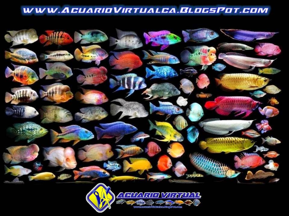 Acuario Virtual:::...: CICLIDOS "CICHLIDAE"