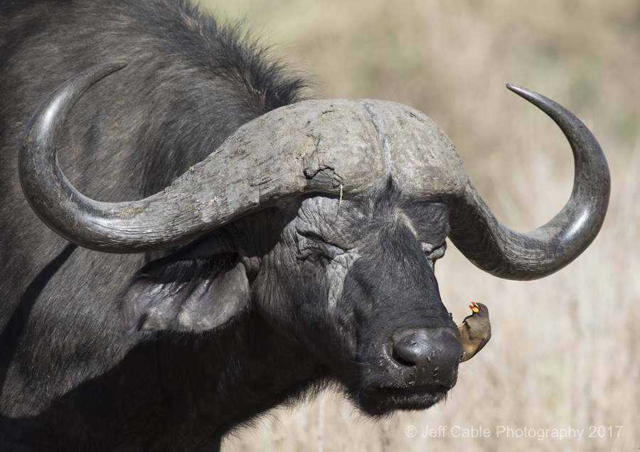 Jeff Cable's Blog: Our African Safari - Day Nine (African Buffalo, Ox ...